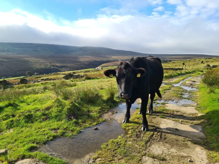 Wessenden Moor Circular Hike | 4 Miles