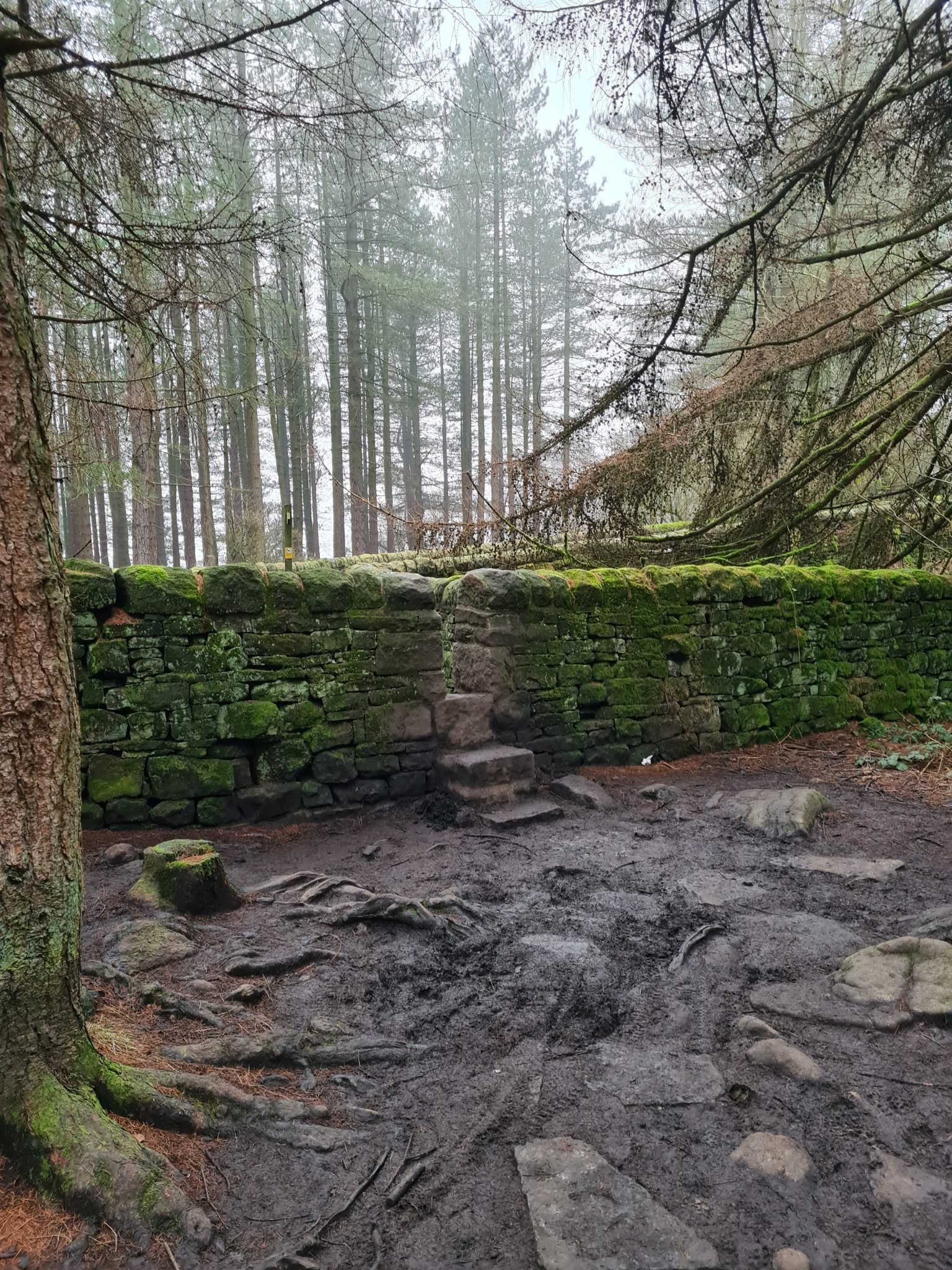 Ashway Moss and The Trinnacle Circular Walk | 9 Miles