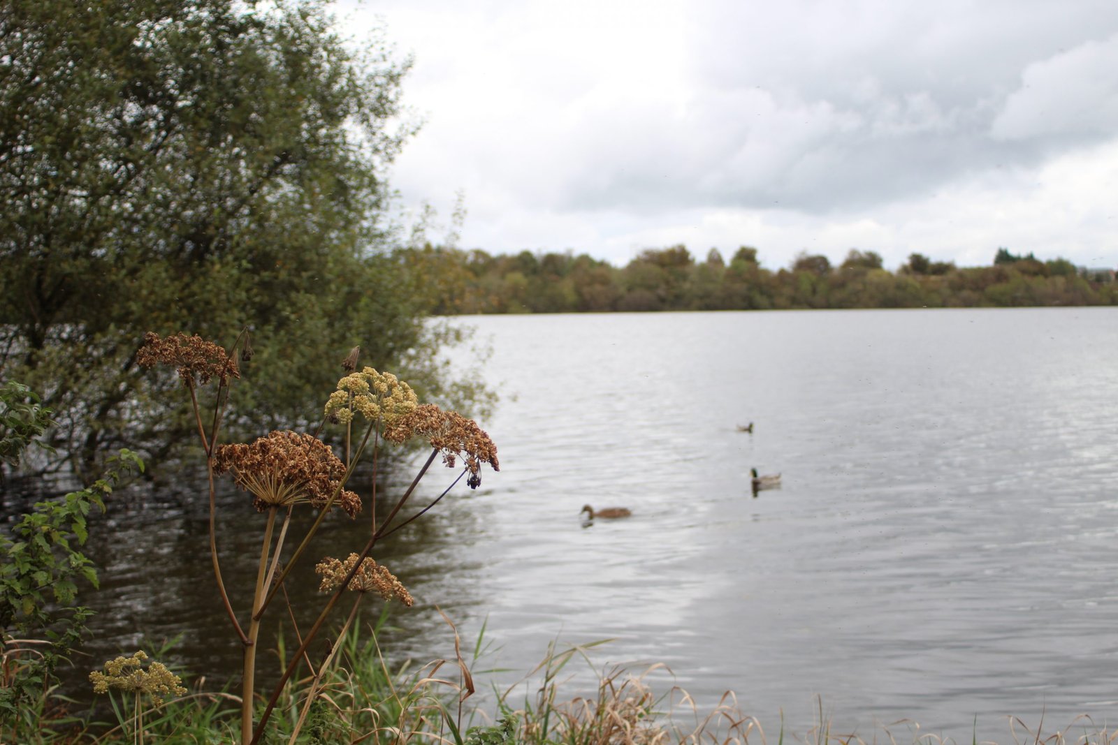 Ingbirchworth Reservoir Circular Walk | 1.5 Miles