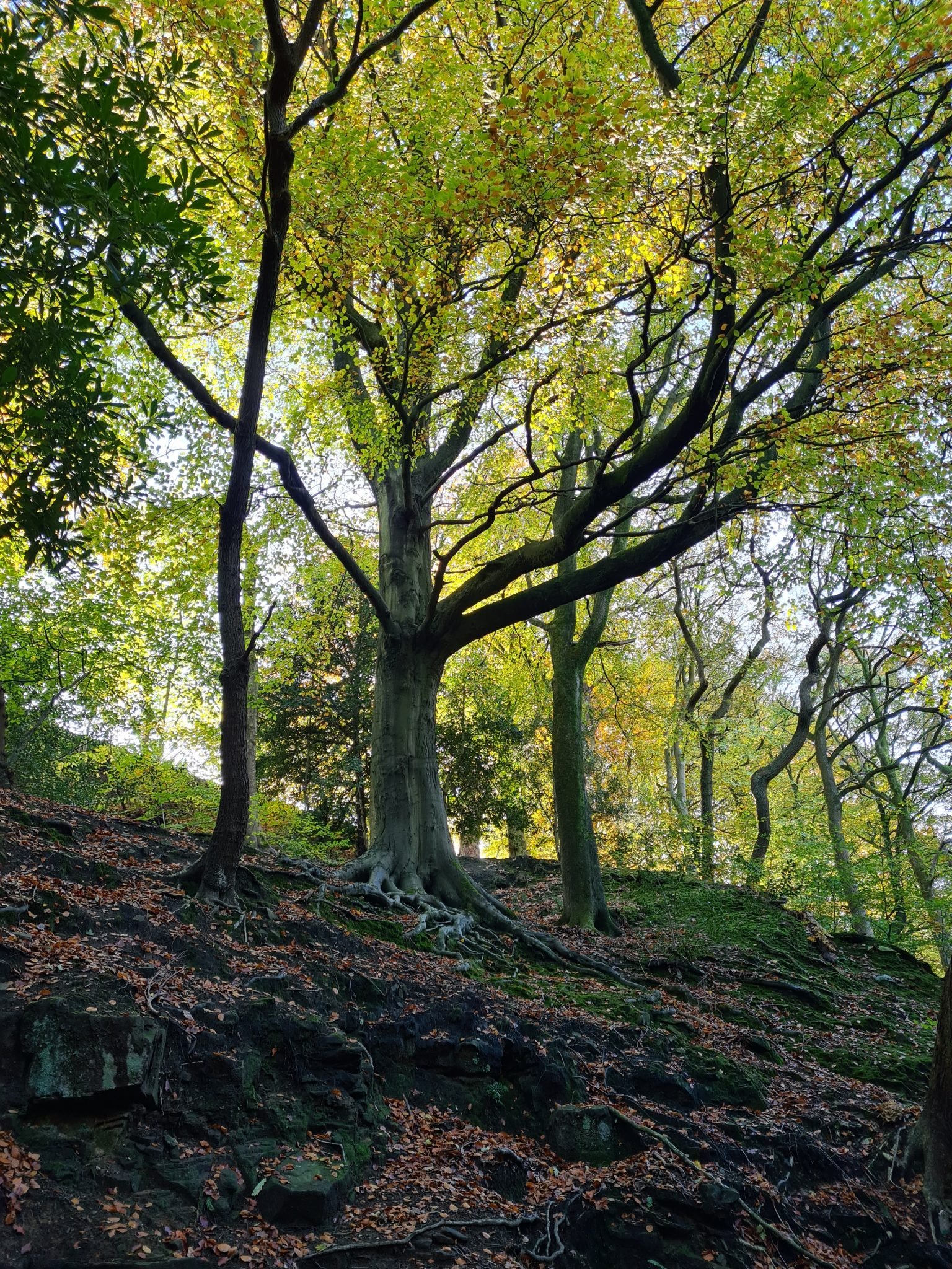 Honley to Meltham Circular Walk | 9 Miles | Walks in Holmfirth