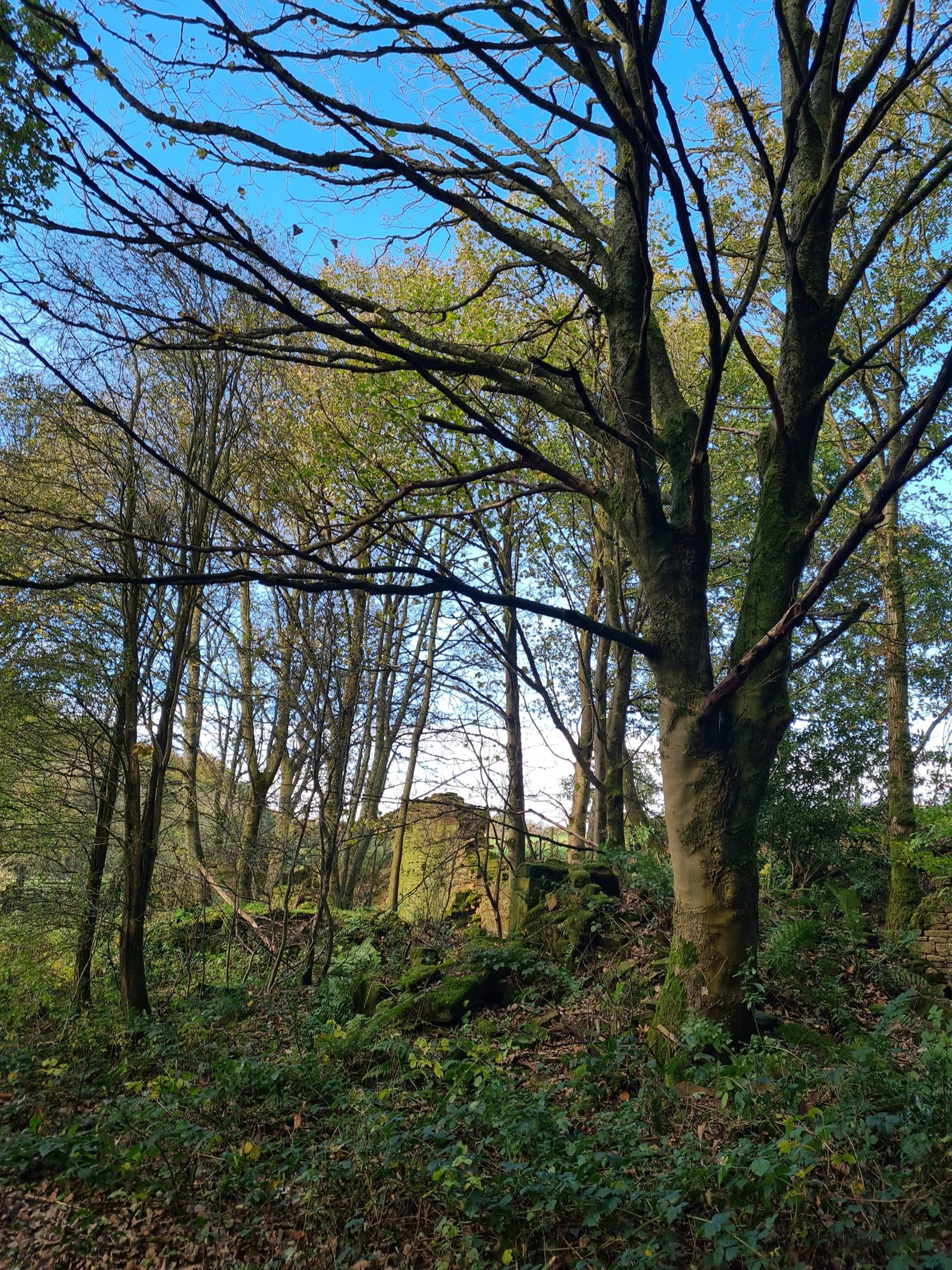 Honley to Meltham Circular Walk | 9 Miles | Walks in Holmfirth