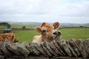 Hade Edge Circular Walk with Pub Stop | 5 Miles