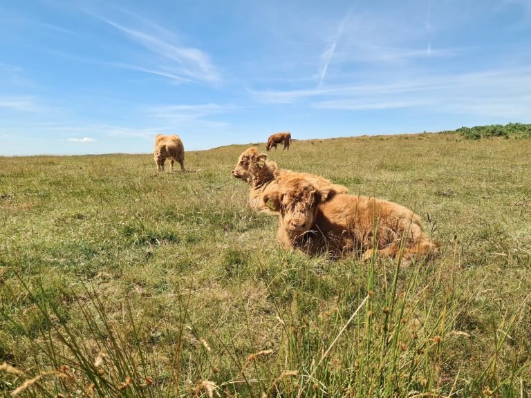 Baslow Edge Short Walk | 1.5 Miles | The Wandering Wildflower