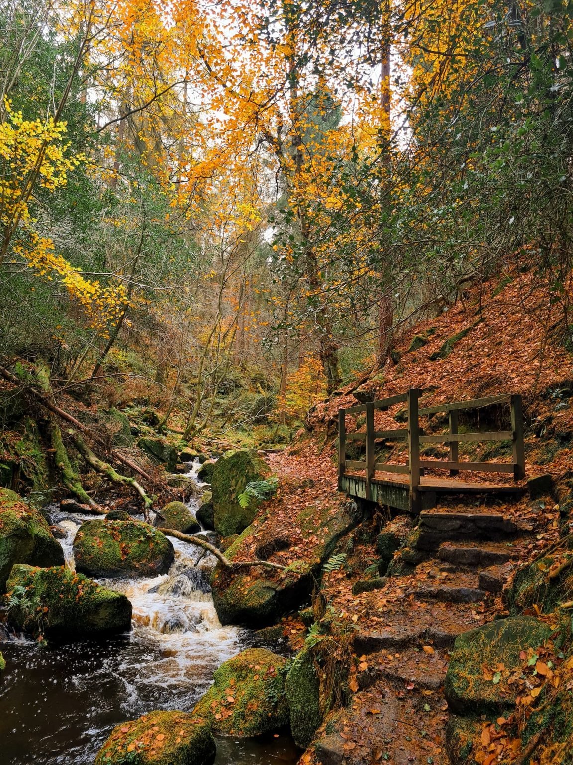 Wolfscote Dale and Biggin Dale | 7 Miles