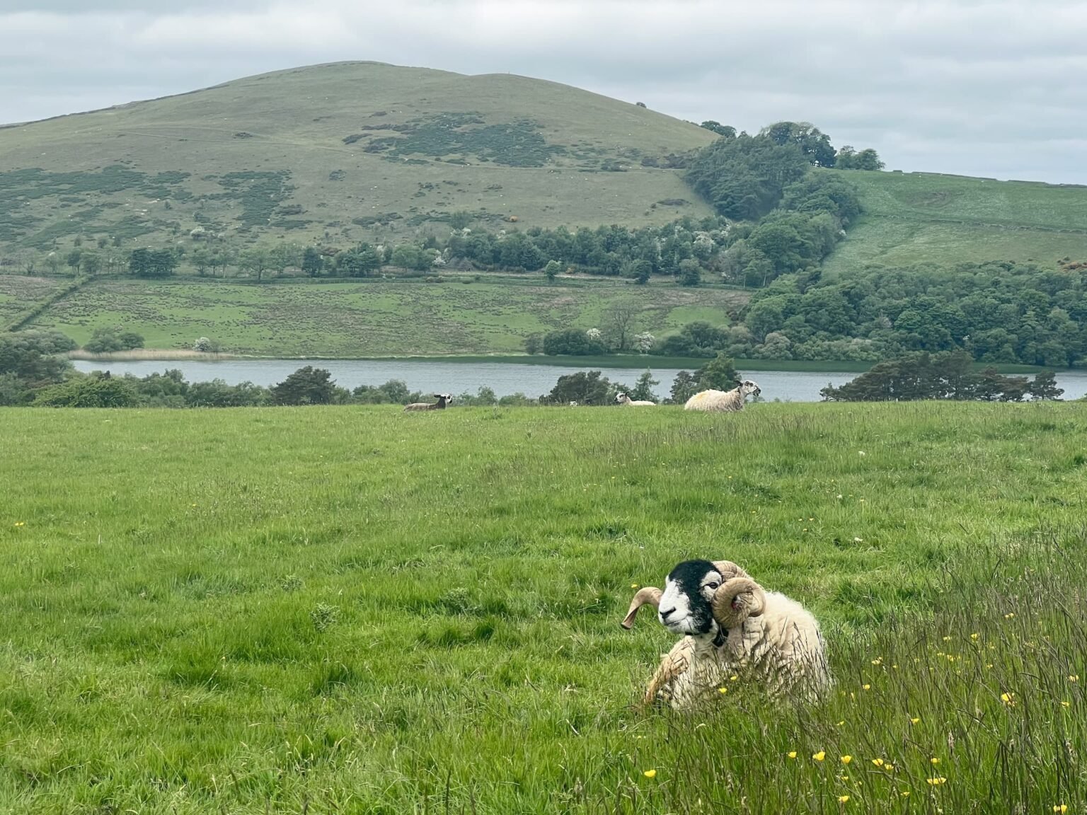 Uldale Fells Circular | 8 Miles | The Wandering Wildflower