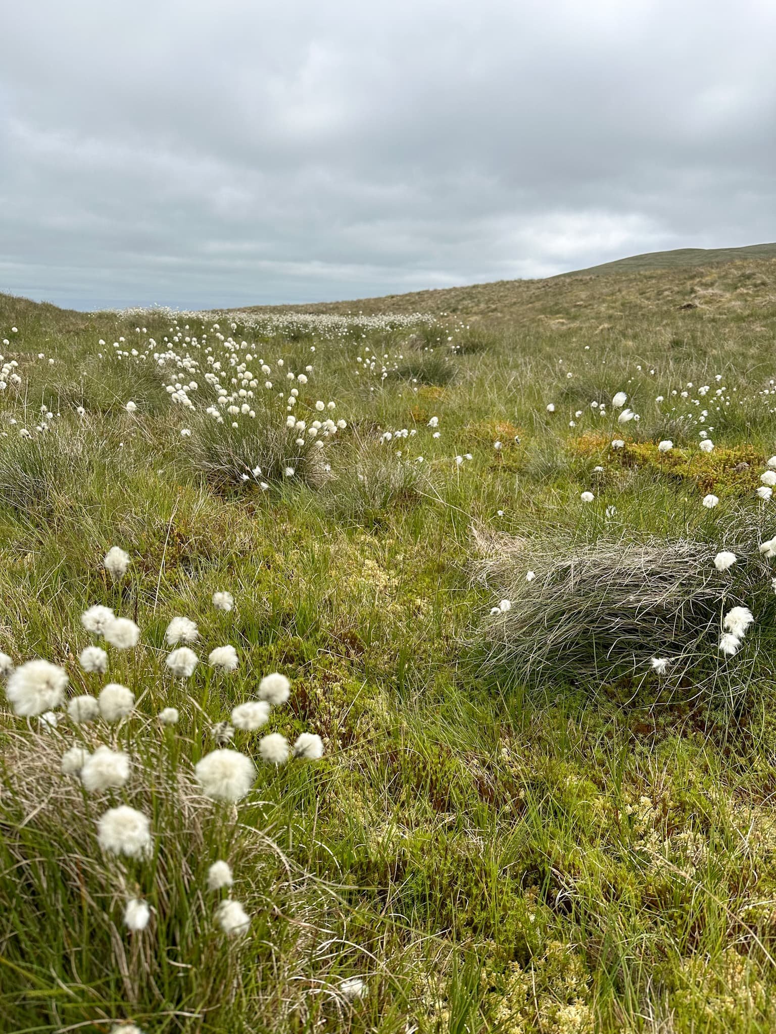 Uldale Fells Circular | 8 Miles | The Wandering Wildflower