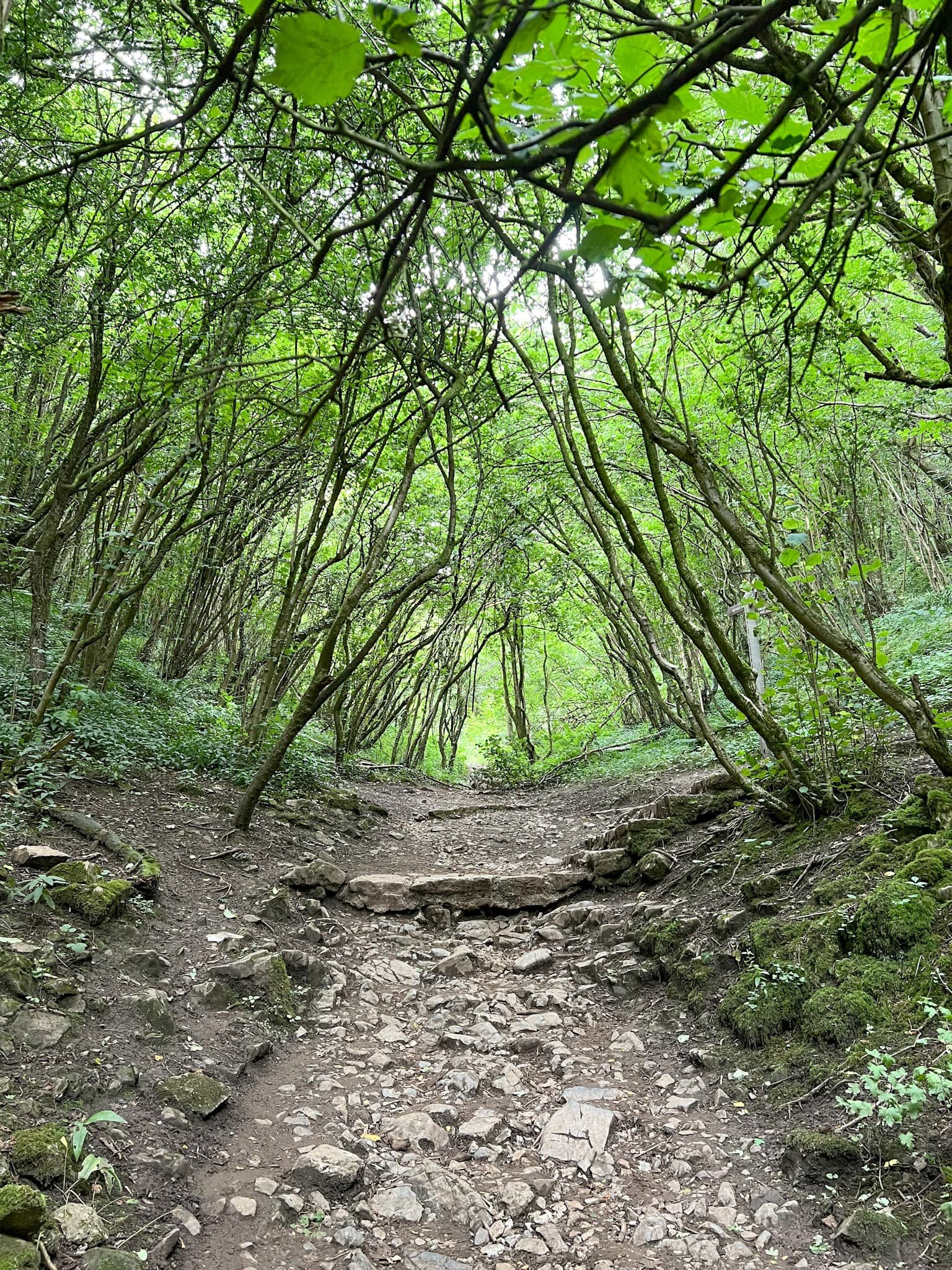 Thor's Cave Walk | 6.5 Miles | The Wandering Wildflower