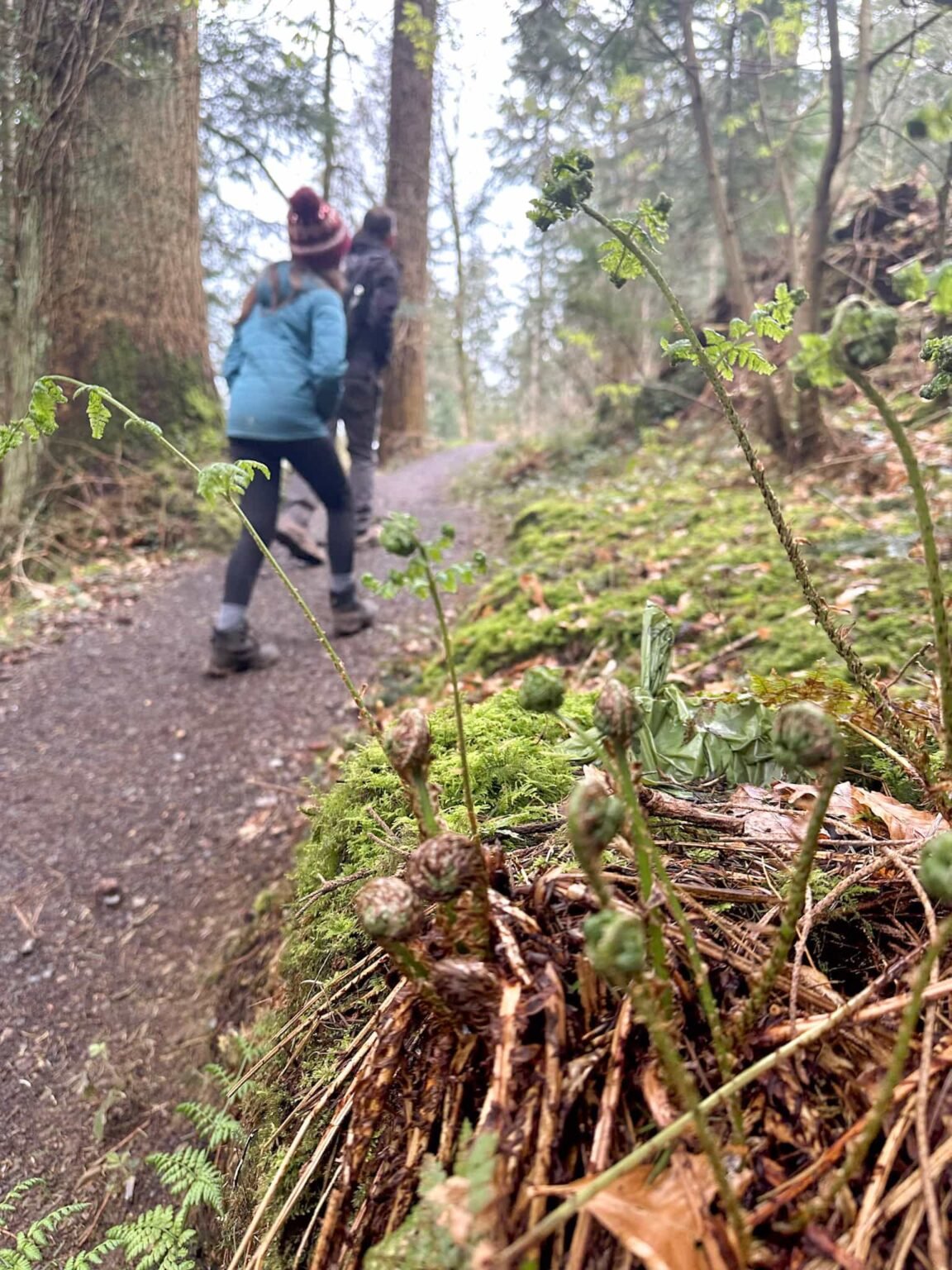 Dodd Fell Summit Trail | 4 Miles | The Wandering Wildflower