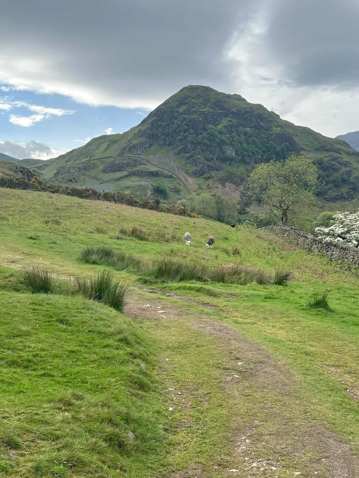 Rannerdale Knotts [and the Bluebells] | 4 Miles