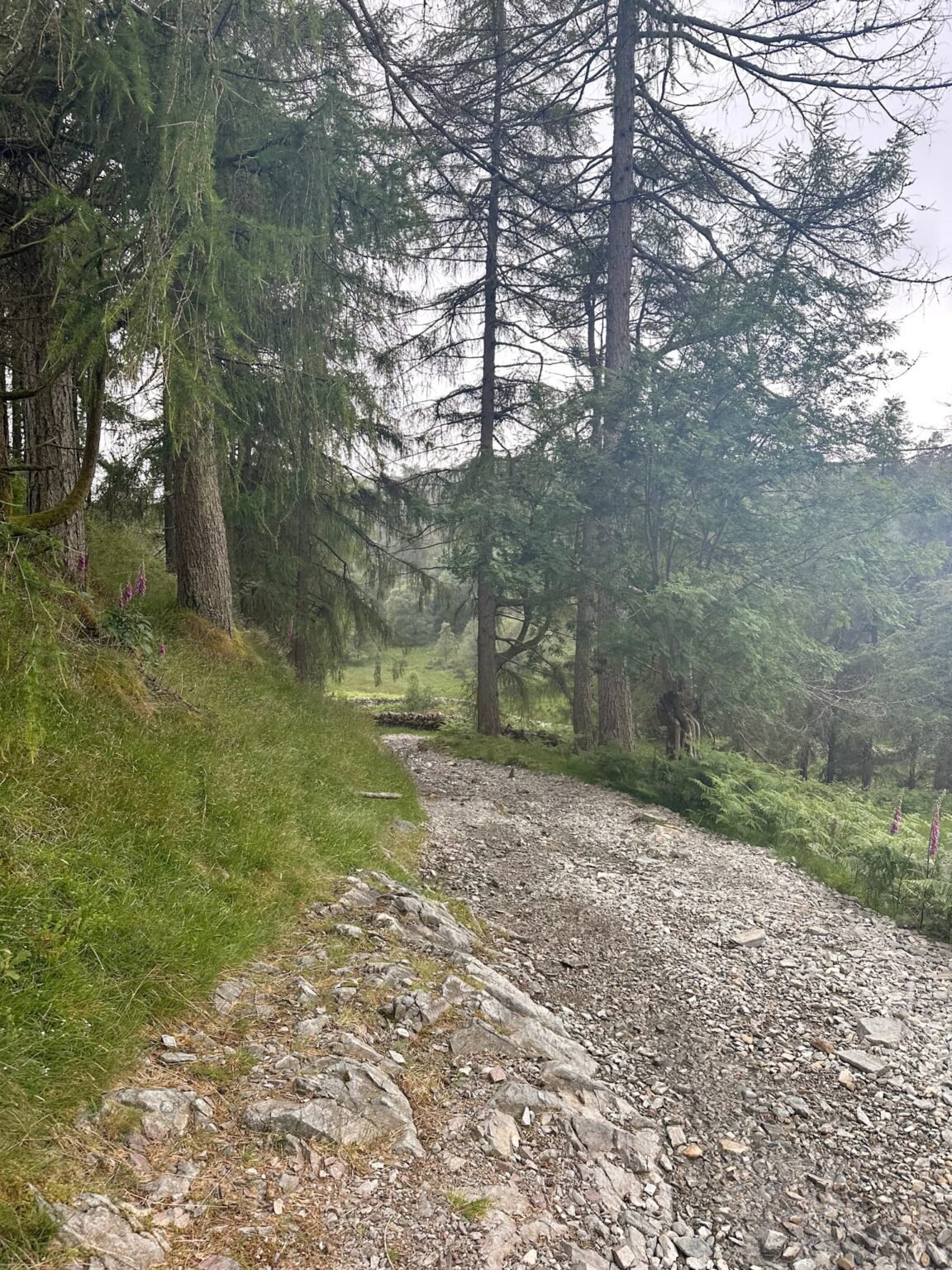 Holme Fell, Black Fell and Tarn Hows Waterfalls | 7 Miles