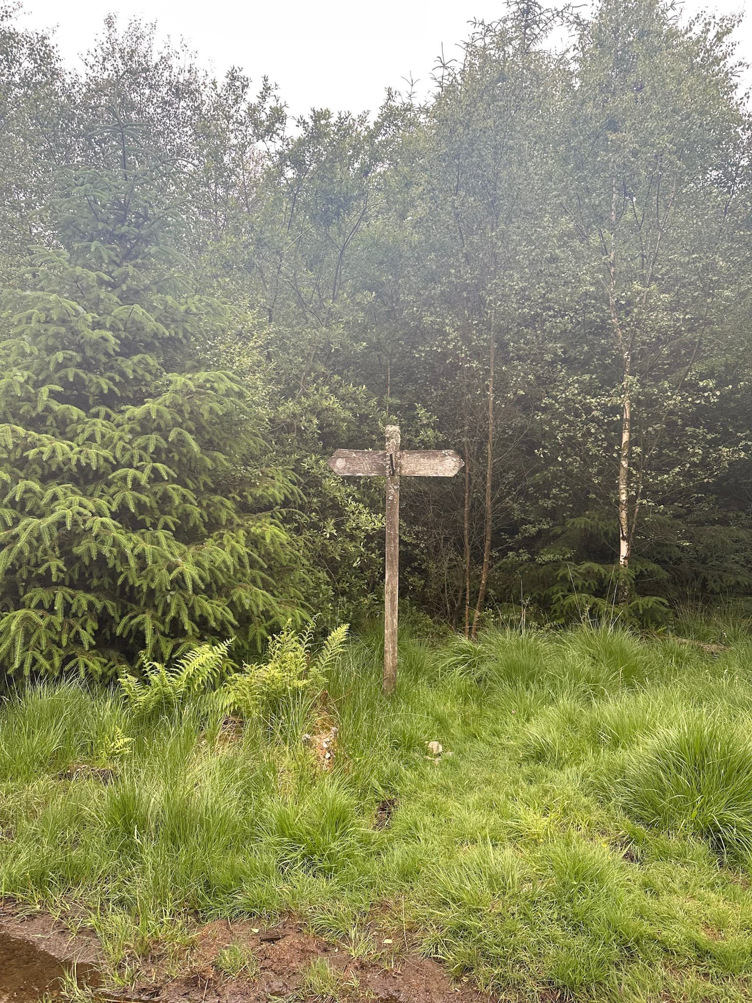 Holme Fell, Black Fell and Tarn Hows Waterfalls | 7 Miles