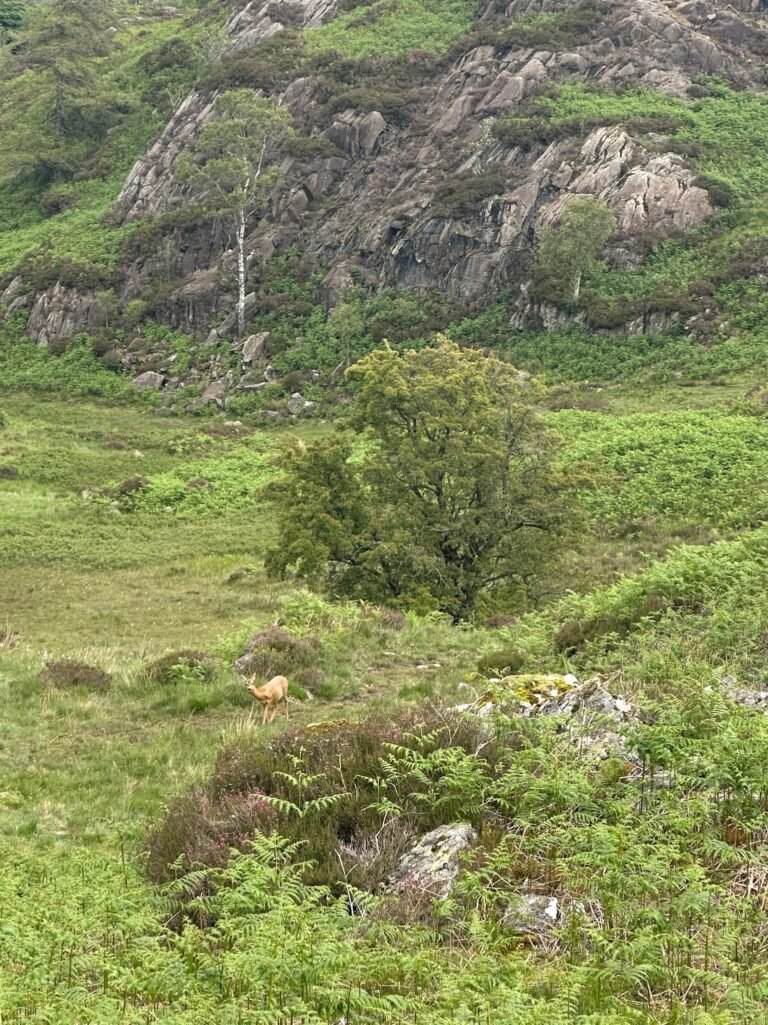 Holme Fell, Black Fell and Tarn Hows Waterfalls | 7 Miles
