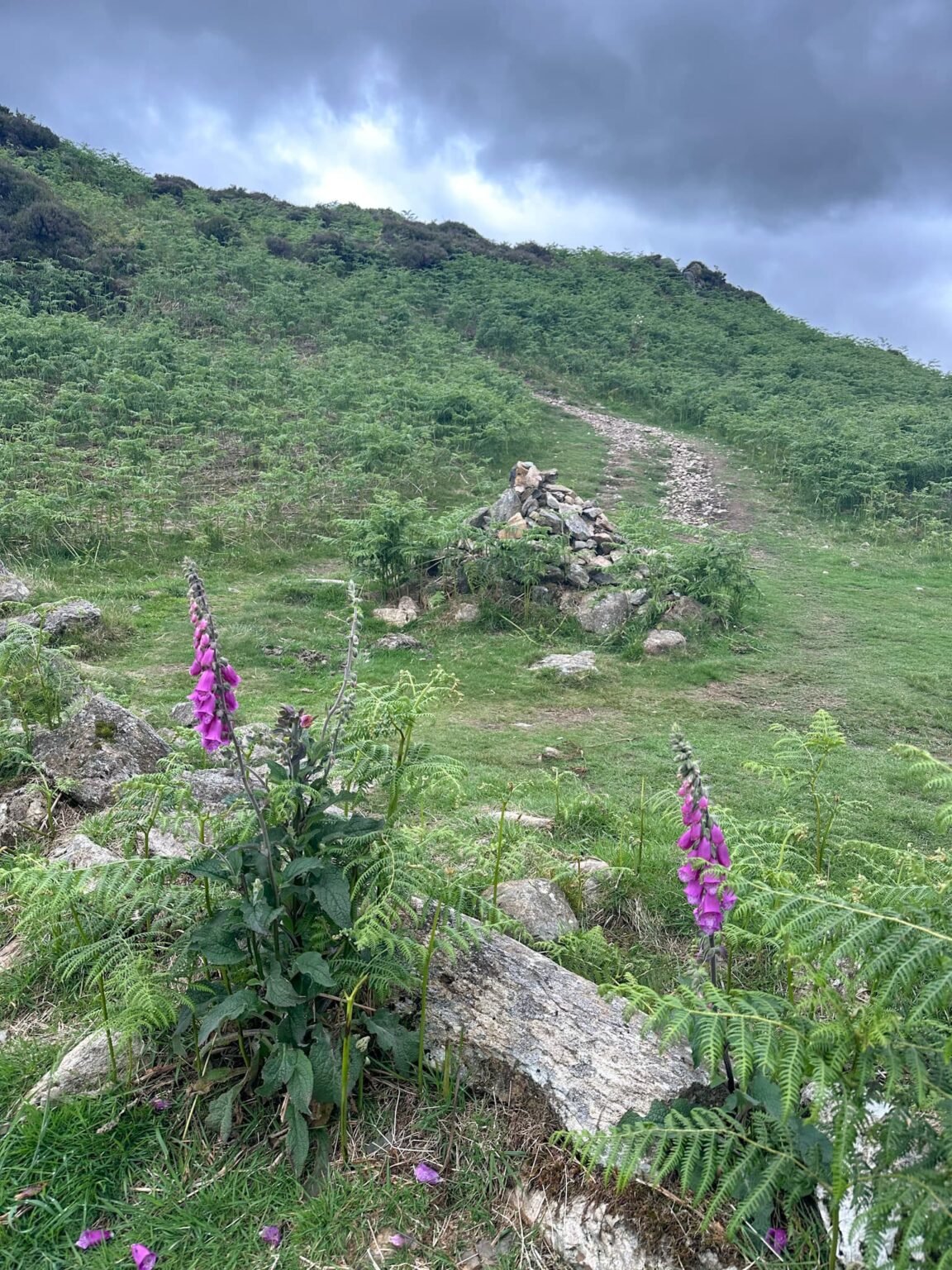Holme Fell, Black Fell and Tarn Hows Waterfalls | 7 Miles