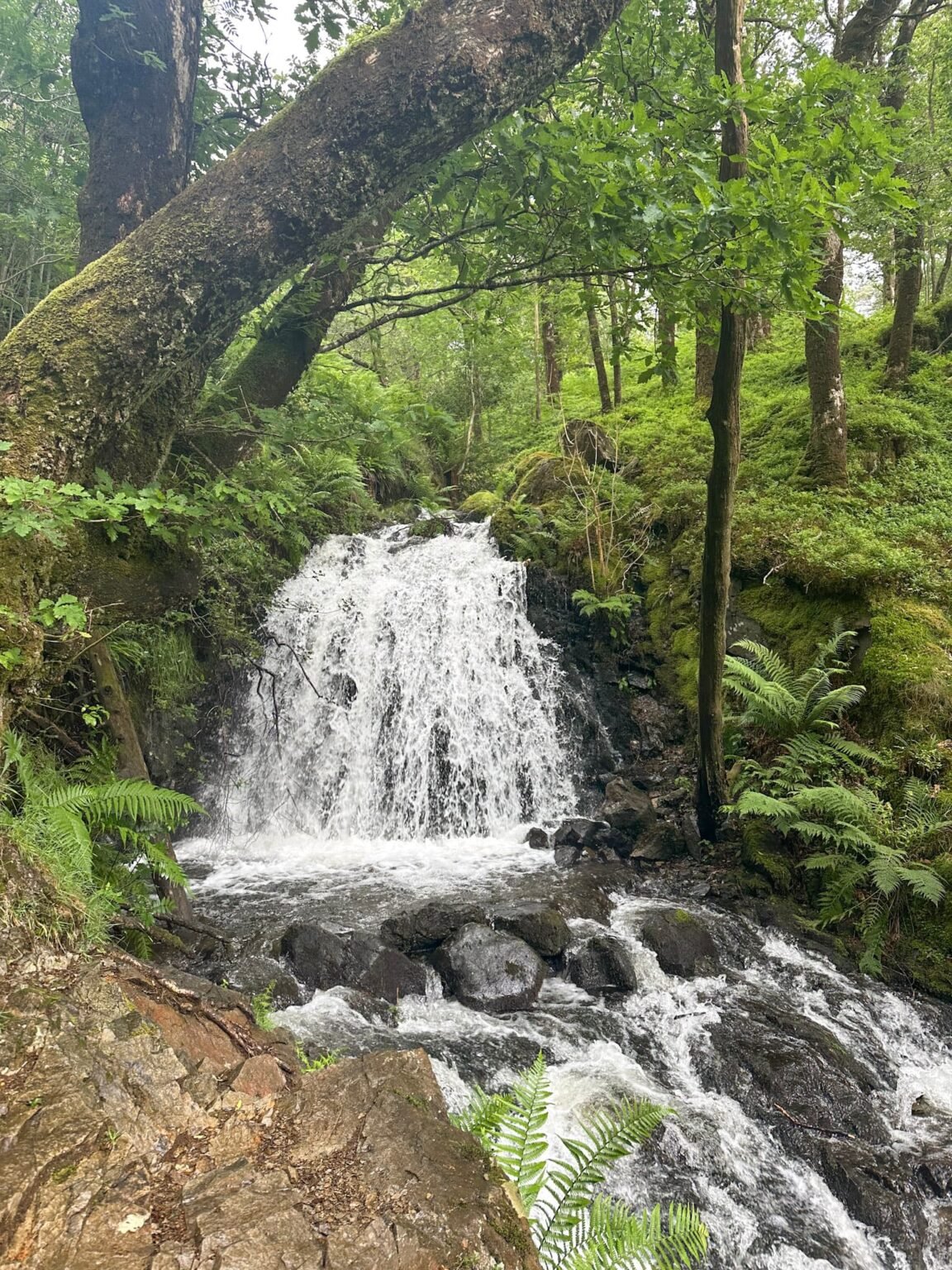 Holme Fell, Black Fell and Tarn Hows Waterfalls | 7 Miles
