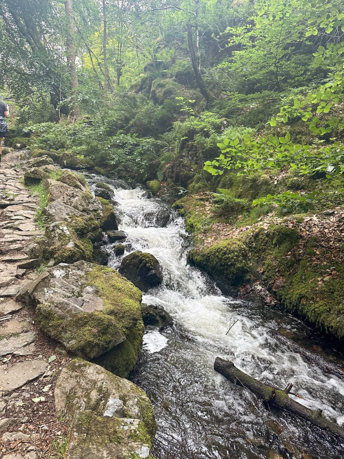 Holme Fell, Black Fell and Tarn Hows Waterfalls | 7 Miles